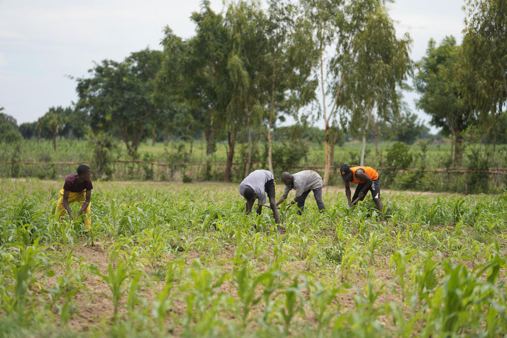 Climate and Violence Hobble Nigeria's Push to Rely on its Own Wheat ...